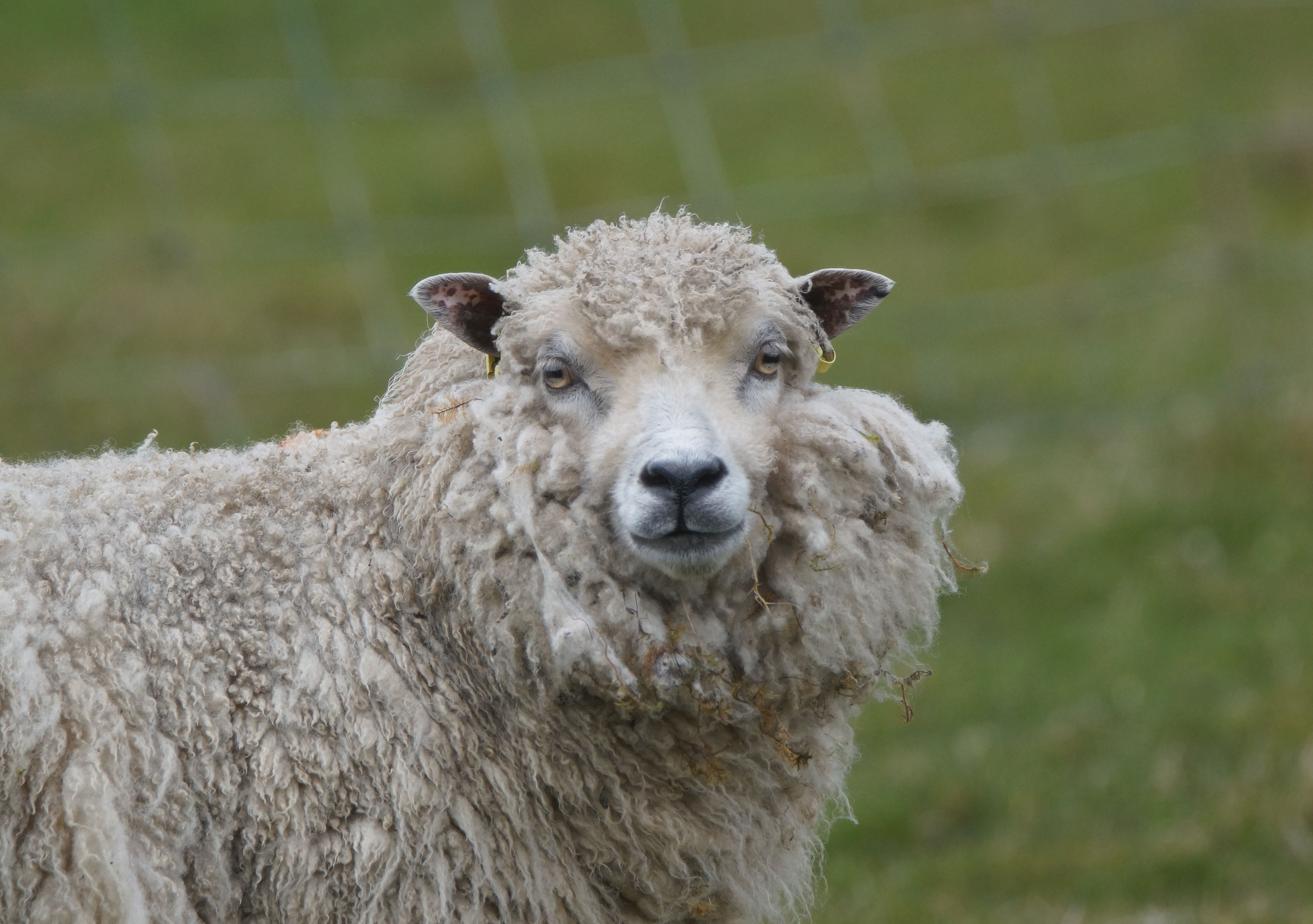Grading & Sorting Shetland Wool – My Life with Shetland Wool